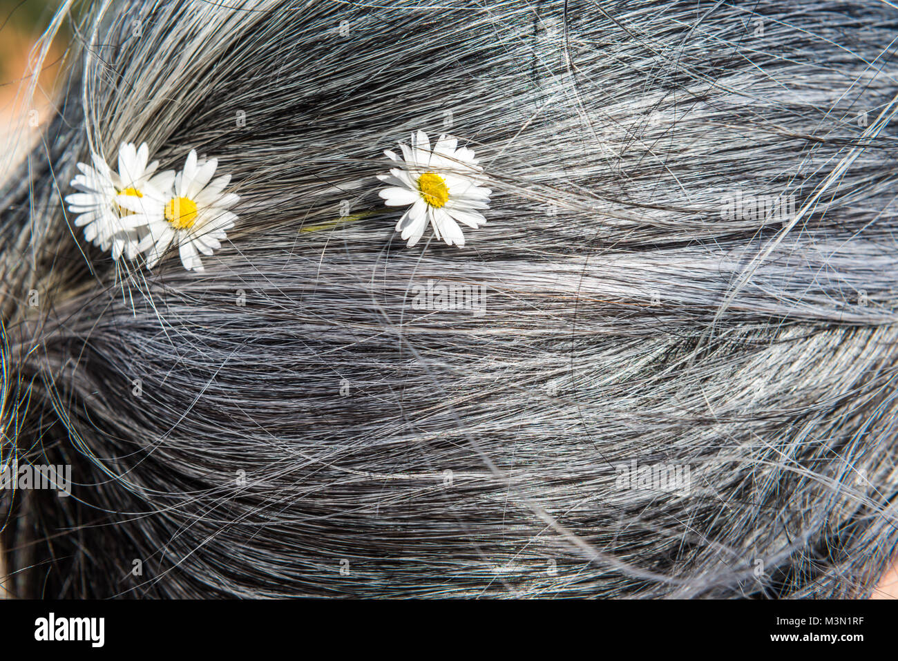 Three daisies put in the hair of a young brunette woman with gray hair ...