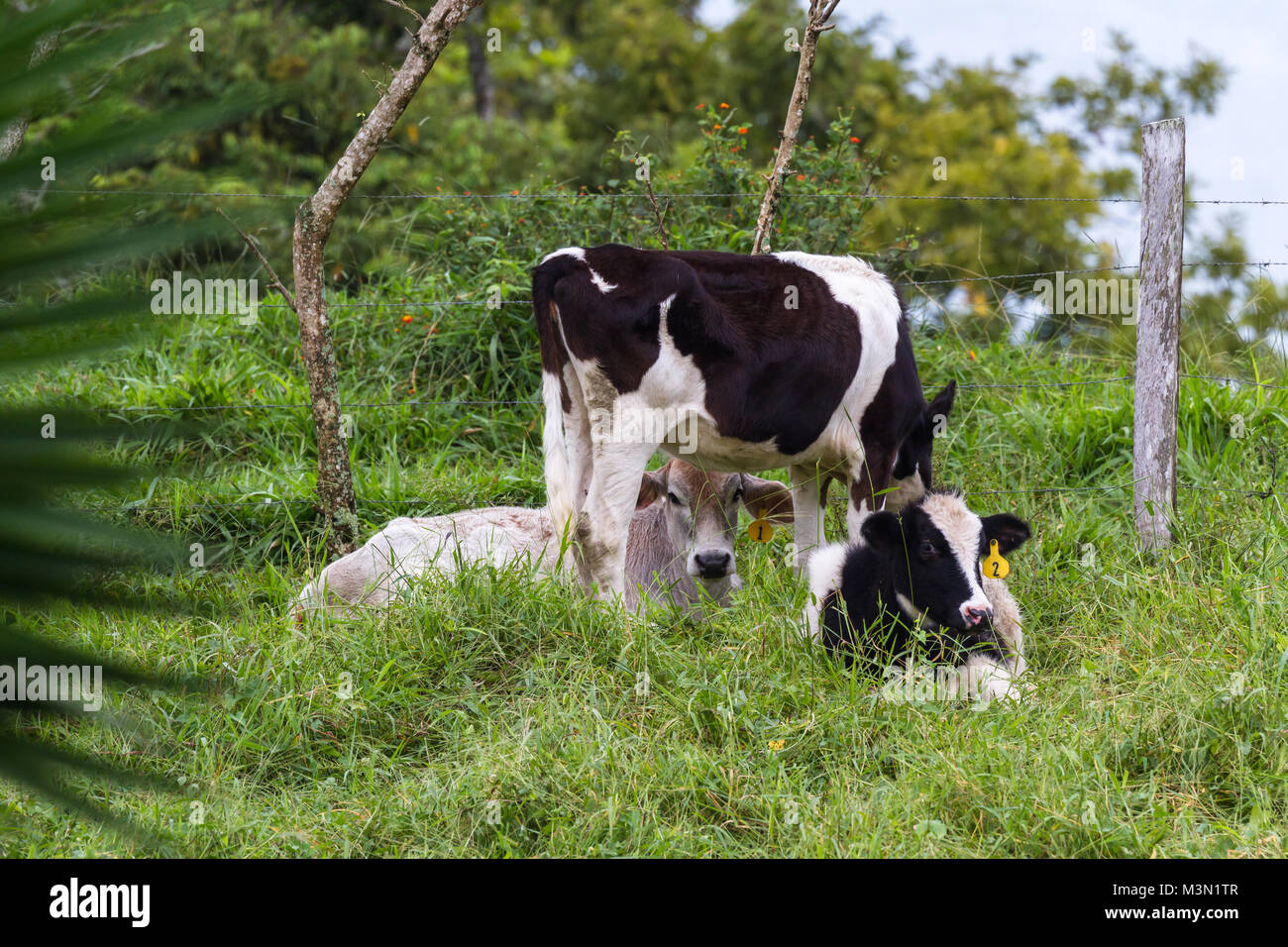 Costa rica dairy farm hi-res stock photography and images - Alamy