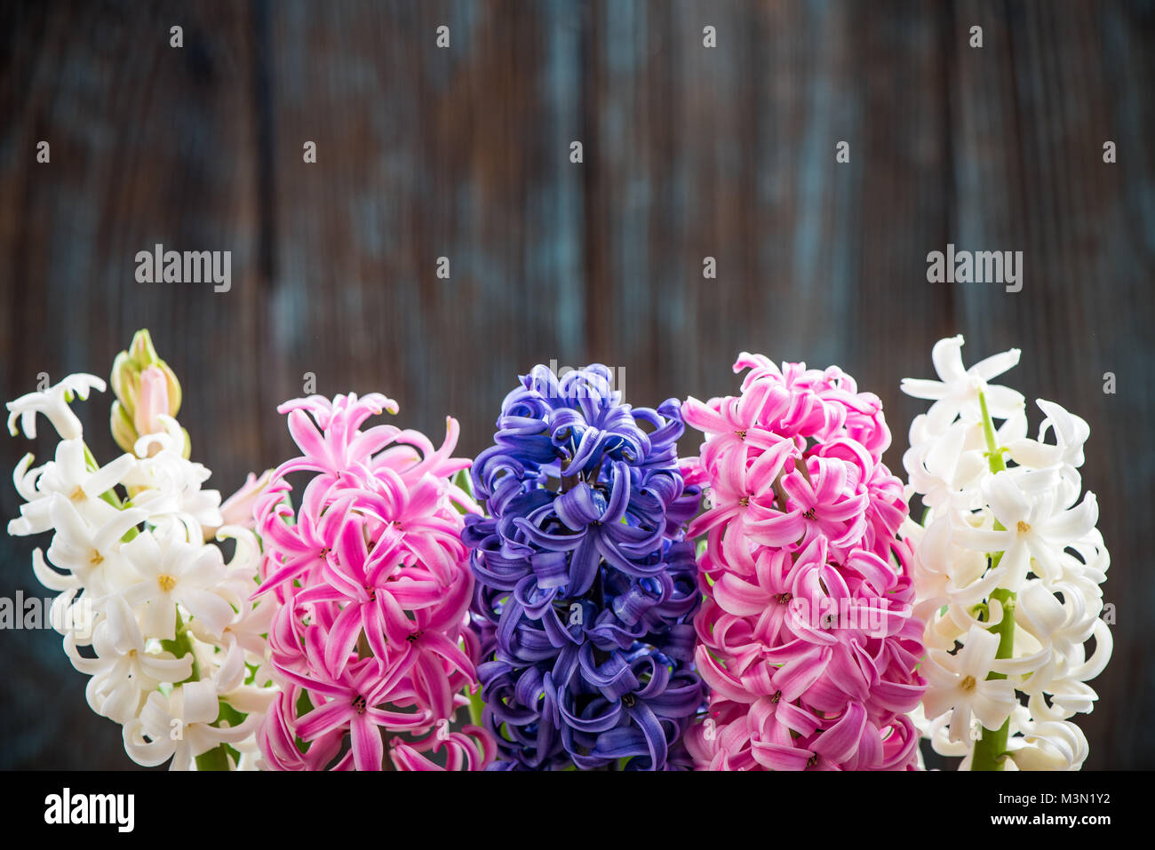 Hyacinth heads flowering, border background Stock Photo - Alamy