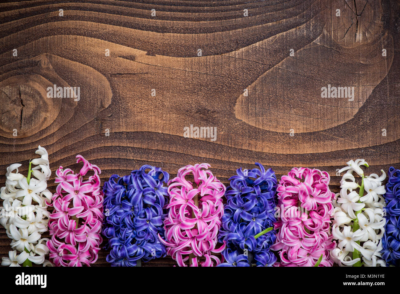 Hyacinth springtime flowers border background Stock Photo - Alamy