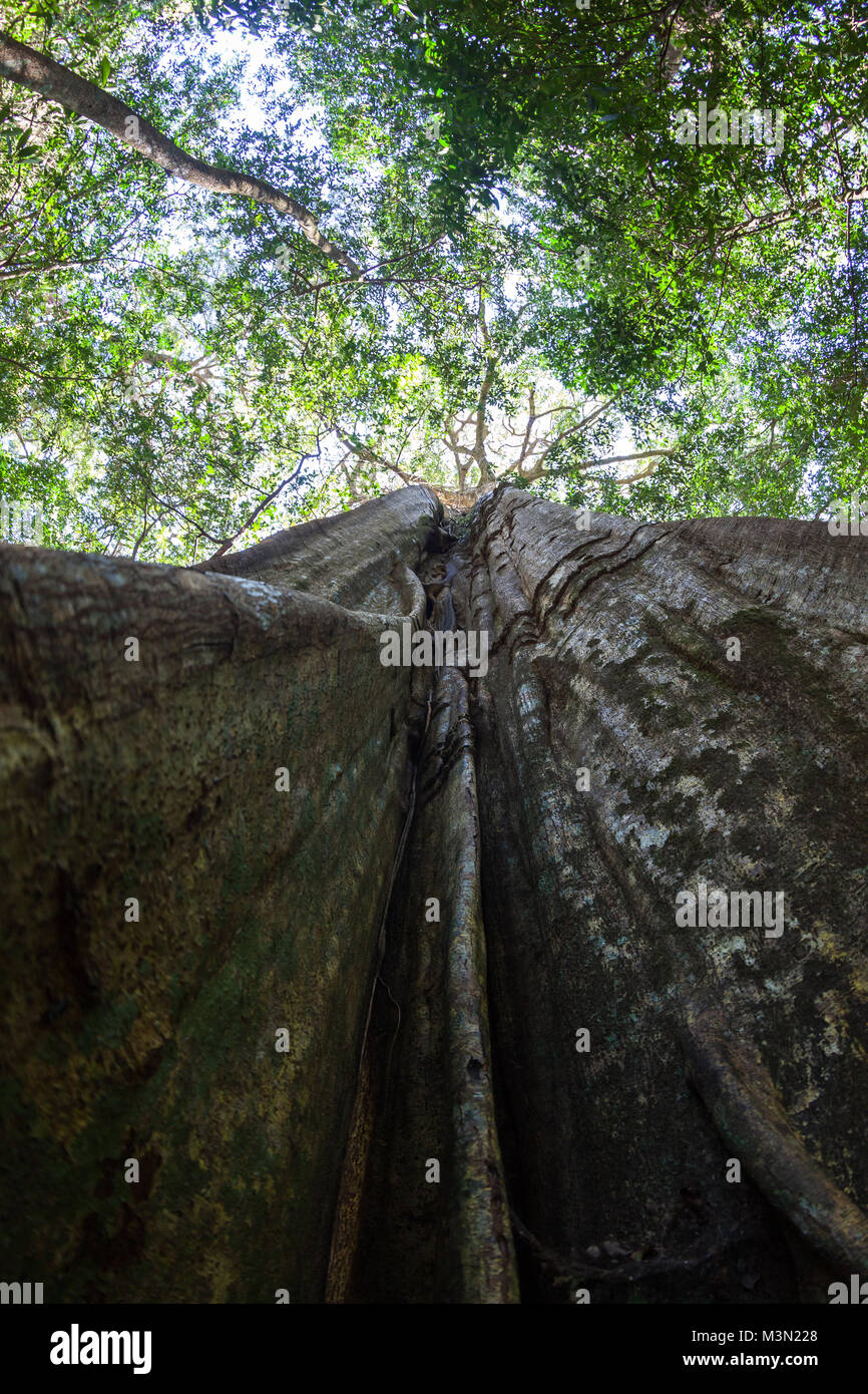 Giant Hardwood Trees High Resolution Stock Photography and Images - Alamy