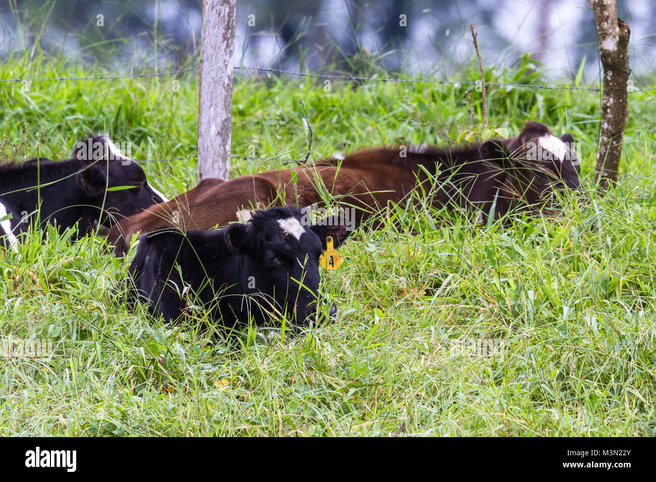 young dairy cows relaxing in a green pasture in tropical Costa Rica ...