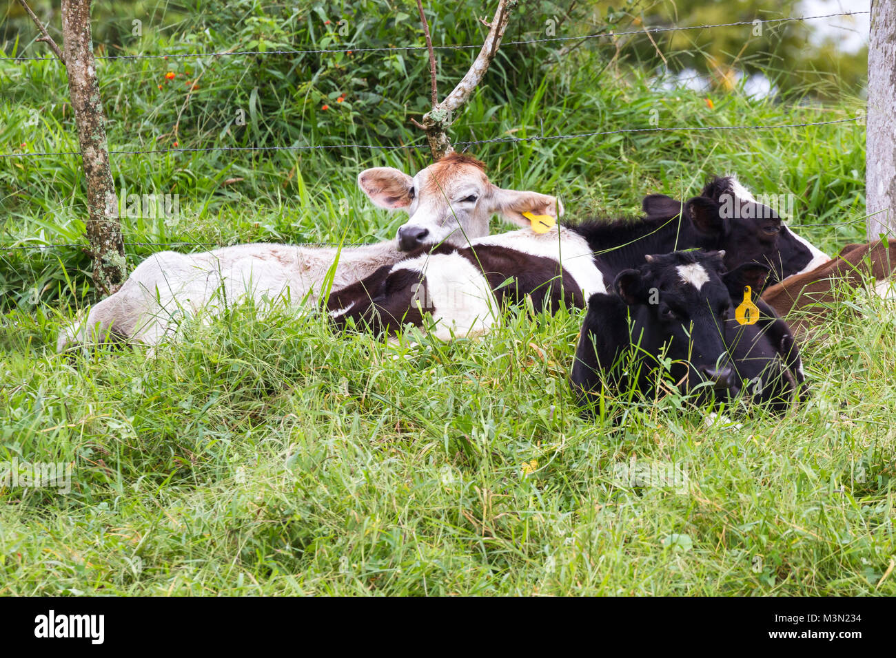 young dairy cows relaxing in a green pasture in tropical Costa Rica ...