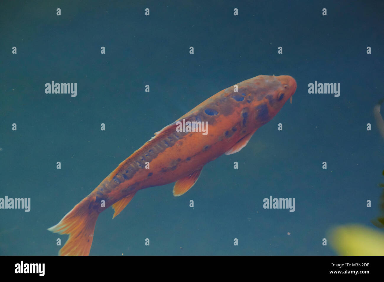 Koi in a pond hi-res stock photography and images - Alamy