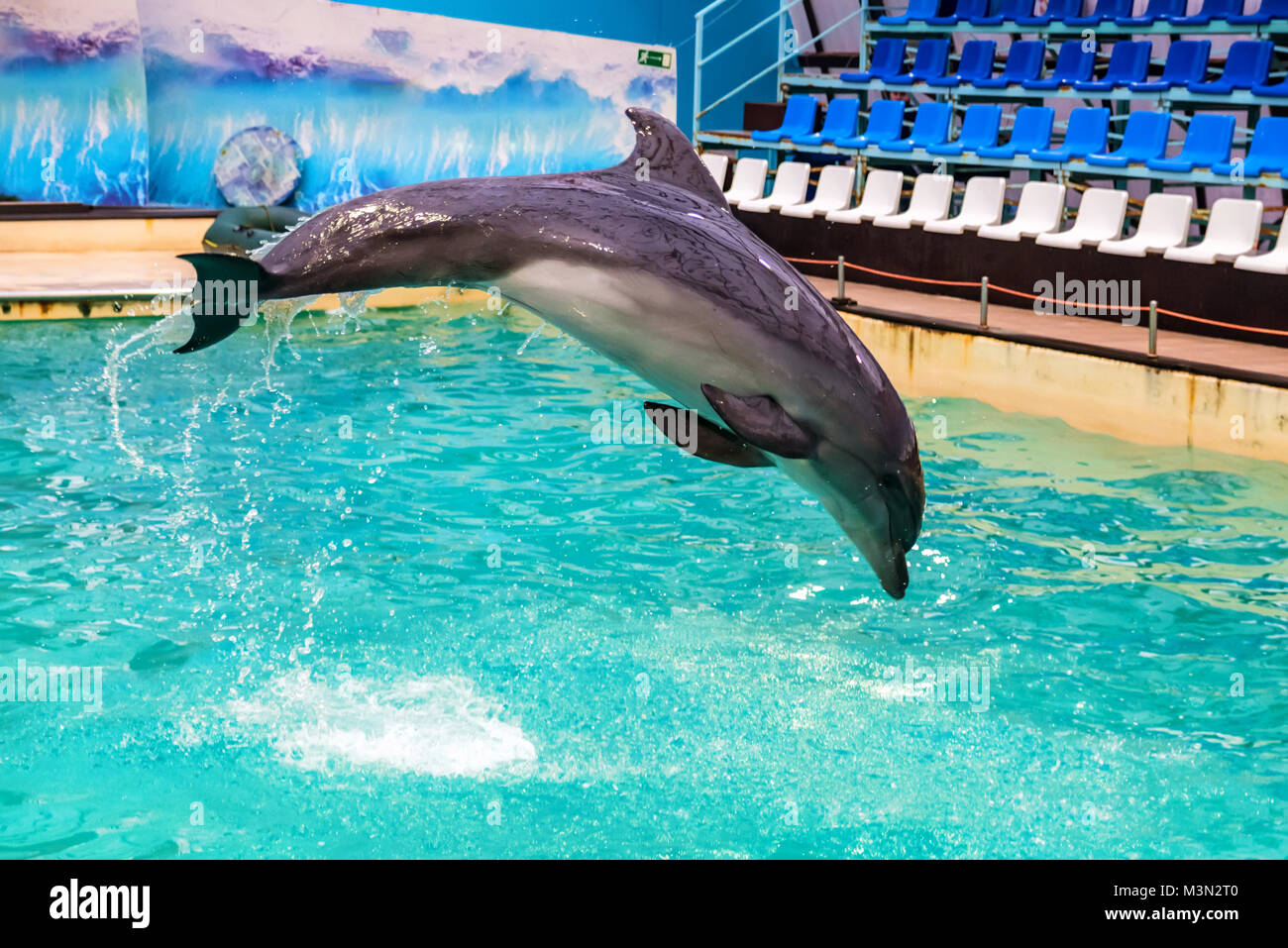 Cute Dolphins Jumping