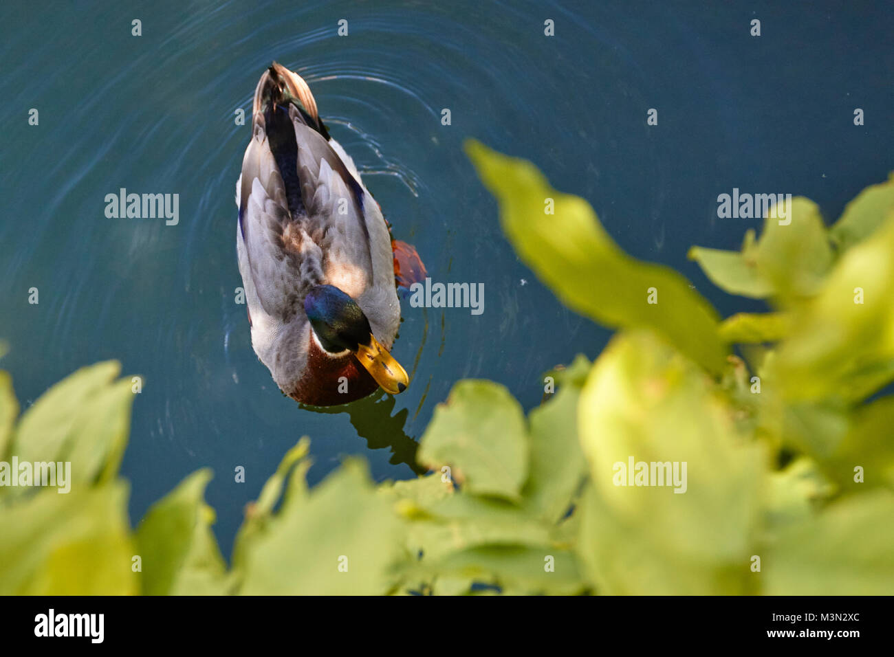Duck swimming below water hi-res stock photography and images - Alamy