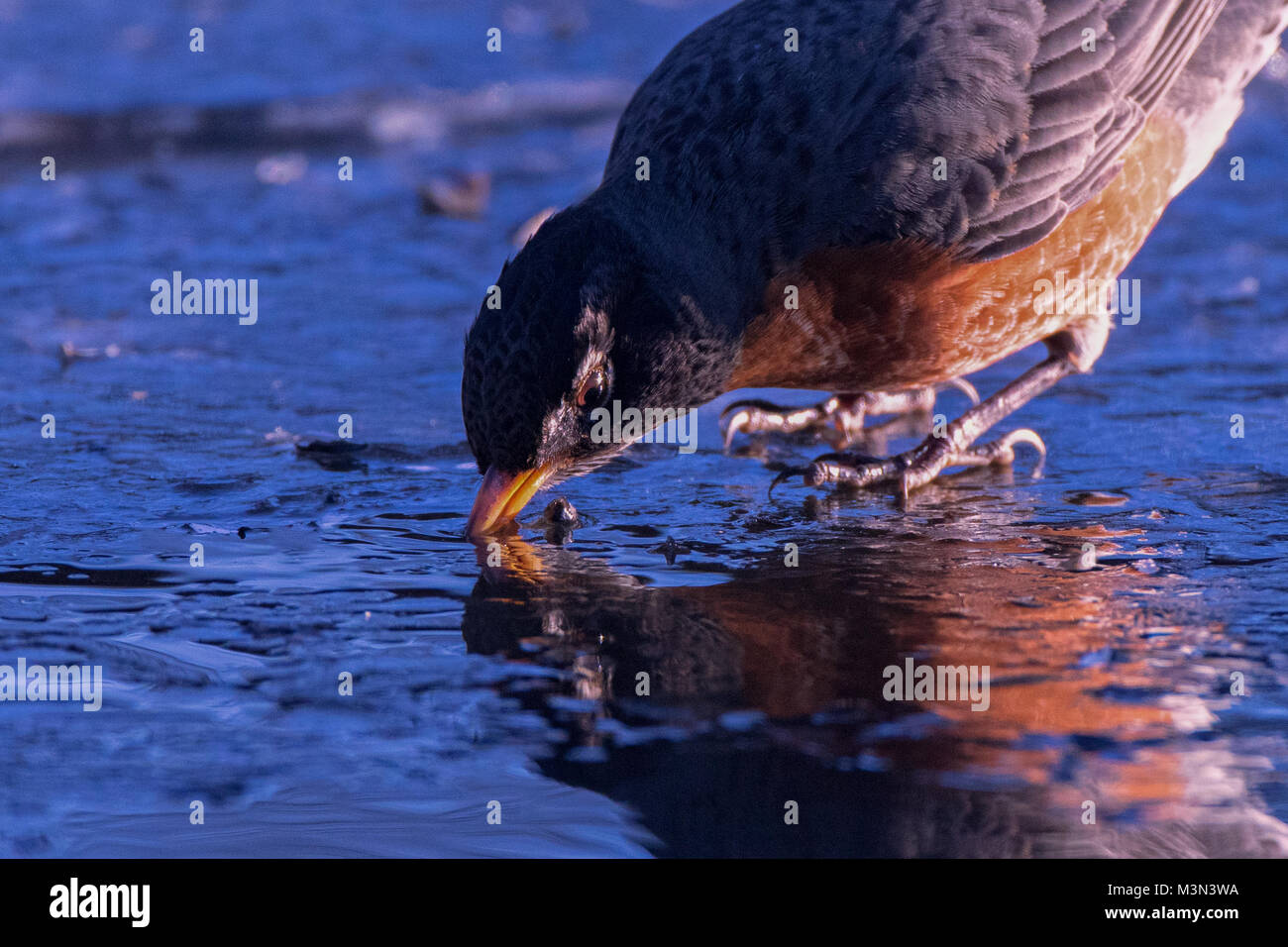 Robin Drinking by winter ice Stock Photo - Alamy
