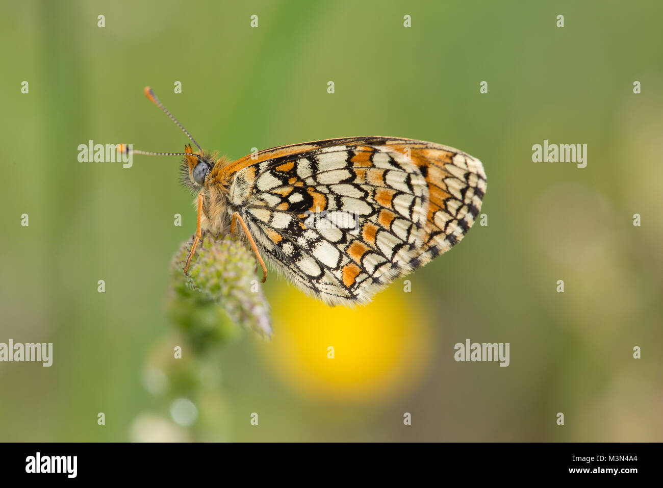 Underside butterfly wing hi-res stock photography and images - Alamy