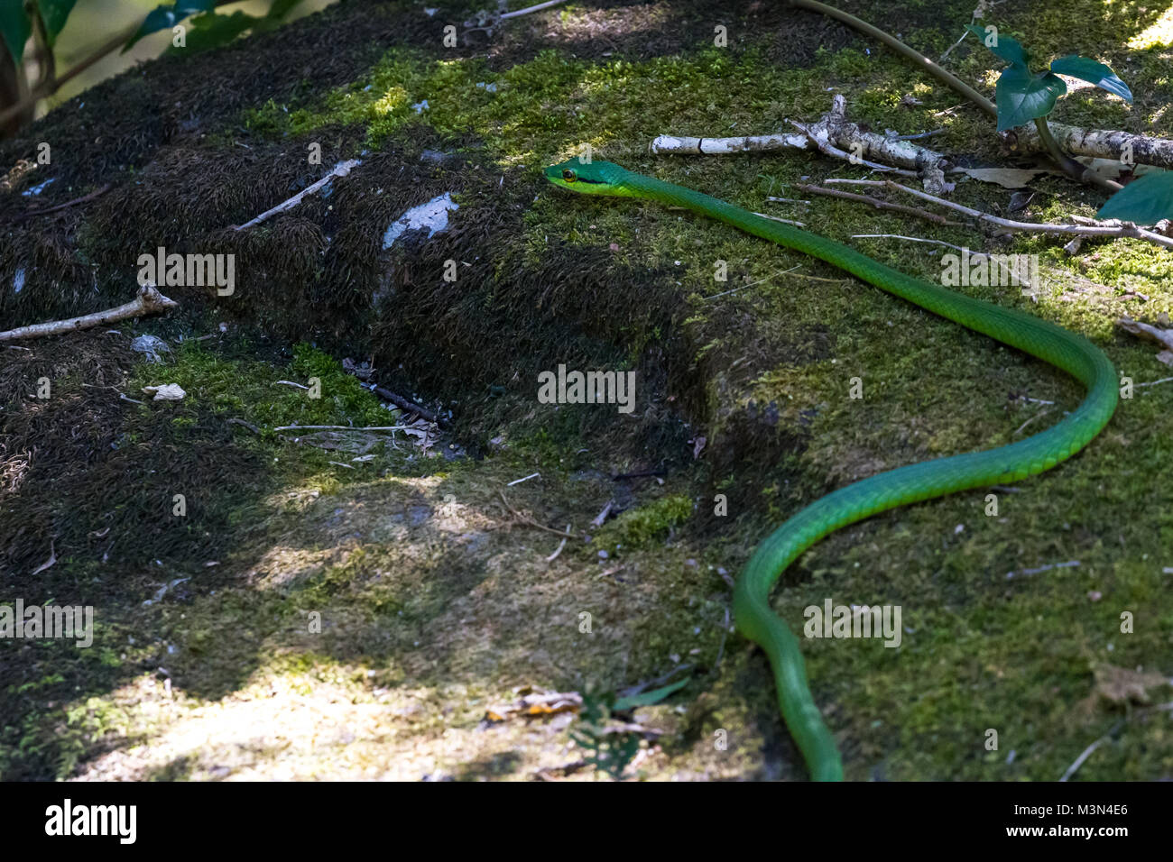 Parrot snake leptophis ahaetulla hi-res stock photography and images ...
