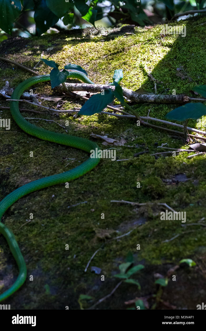 Parrot snake leptophis ahaetulla hi-res stock photography and images ...
