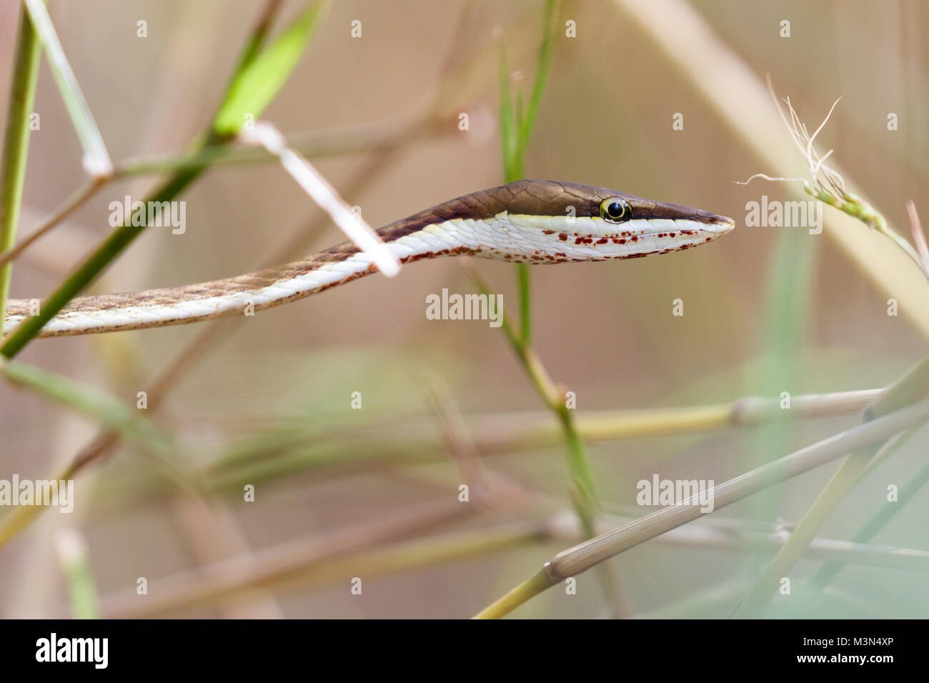 Snake slithering up tree hi-res stock photography and images - Alamy