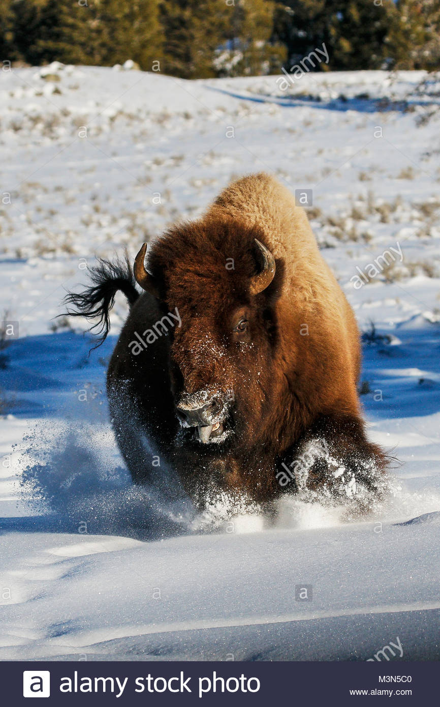 Bison Running Stock Photos & Bison Running Stock Images - Alamy