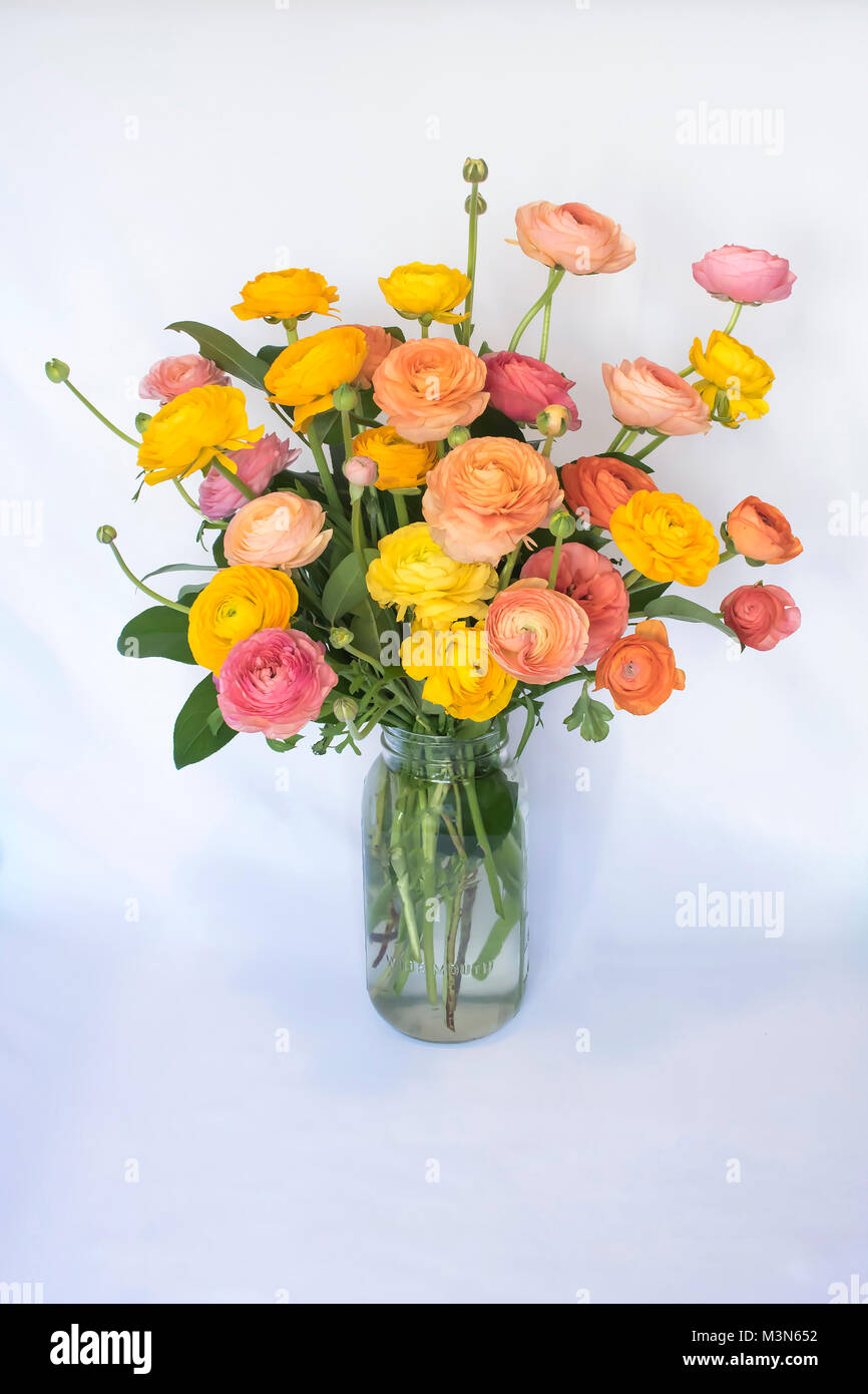 Bouquet of Bright Beautiful Ranunculus Flowers on White Background ...