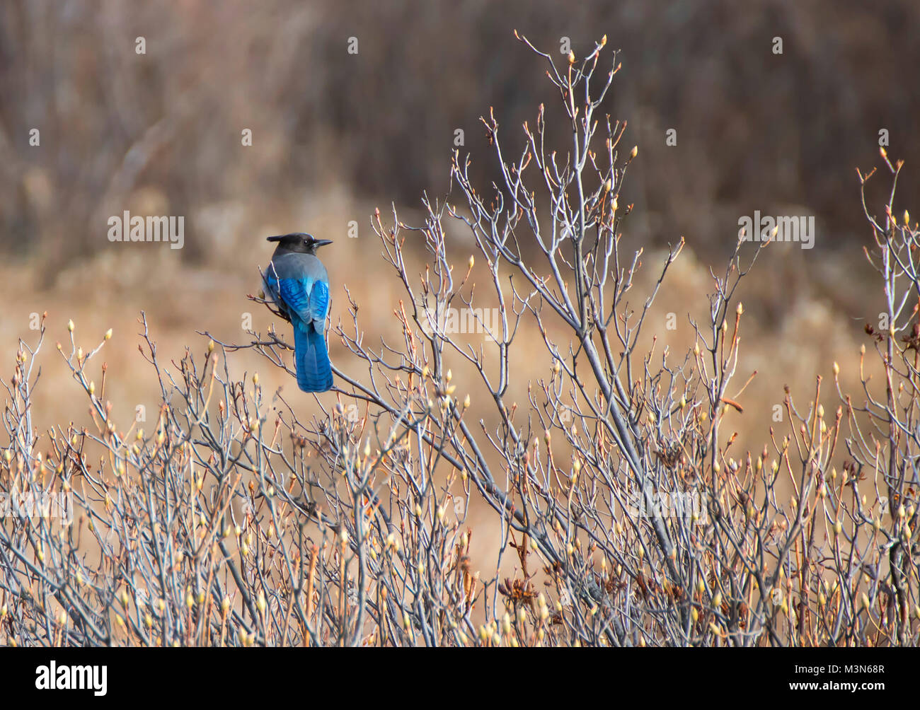 Single Stellar's Blue Jay on Branch in Yosemite National Park ...