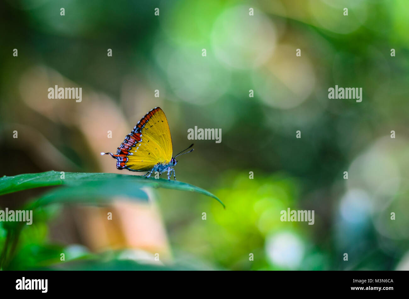 Butterfly effect hi-res stock photography and images - Alamy