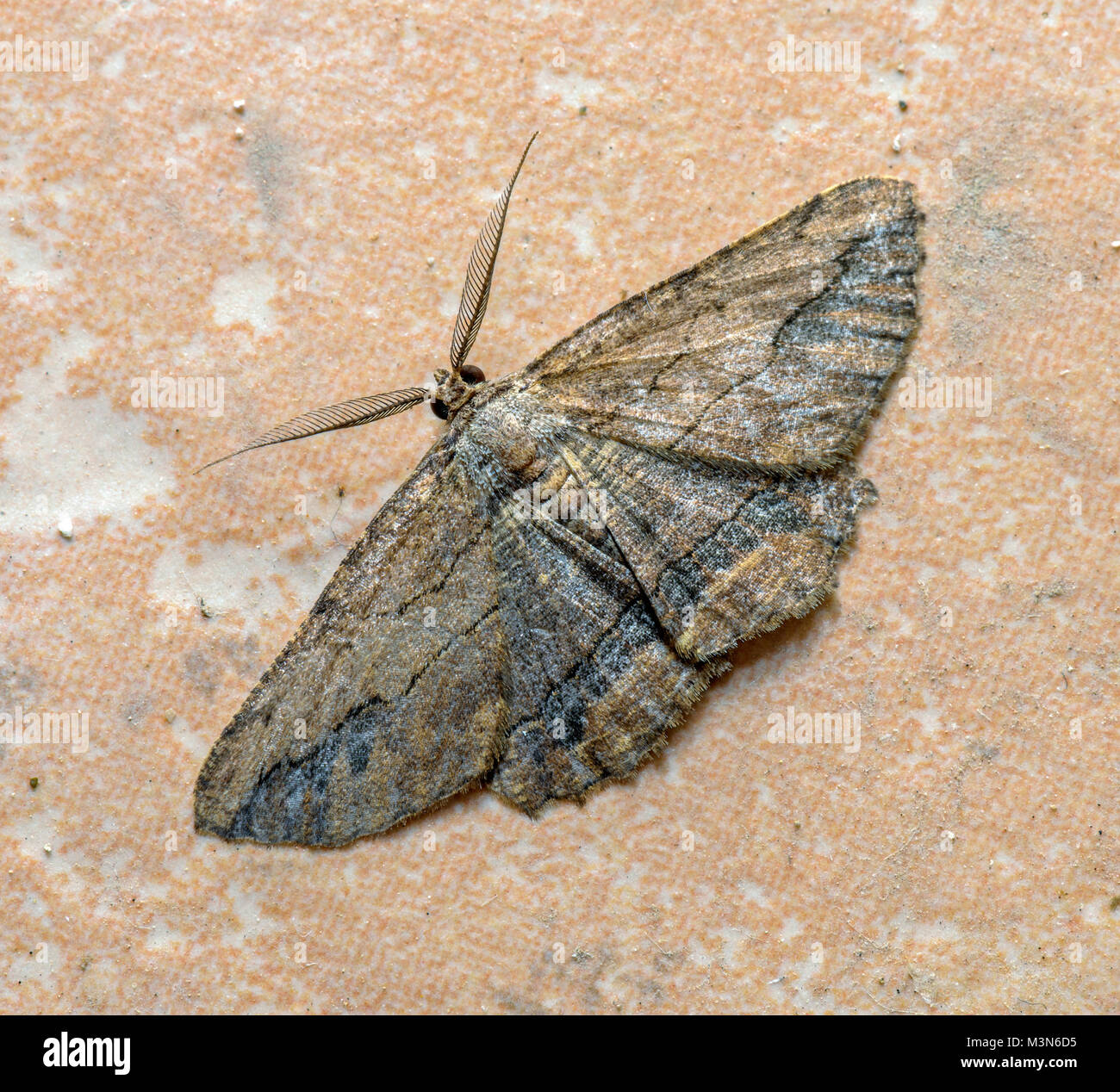 Night brown moth Stock Photo - Alamy