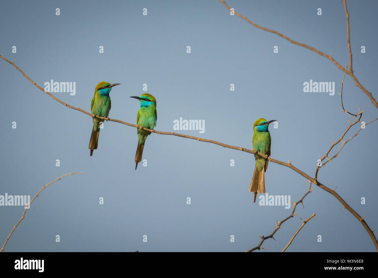 three bee eaters Stock Photo - Alamy
