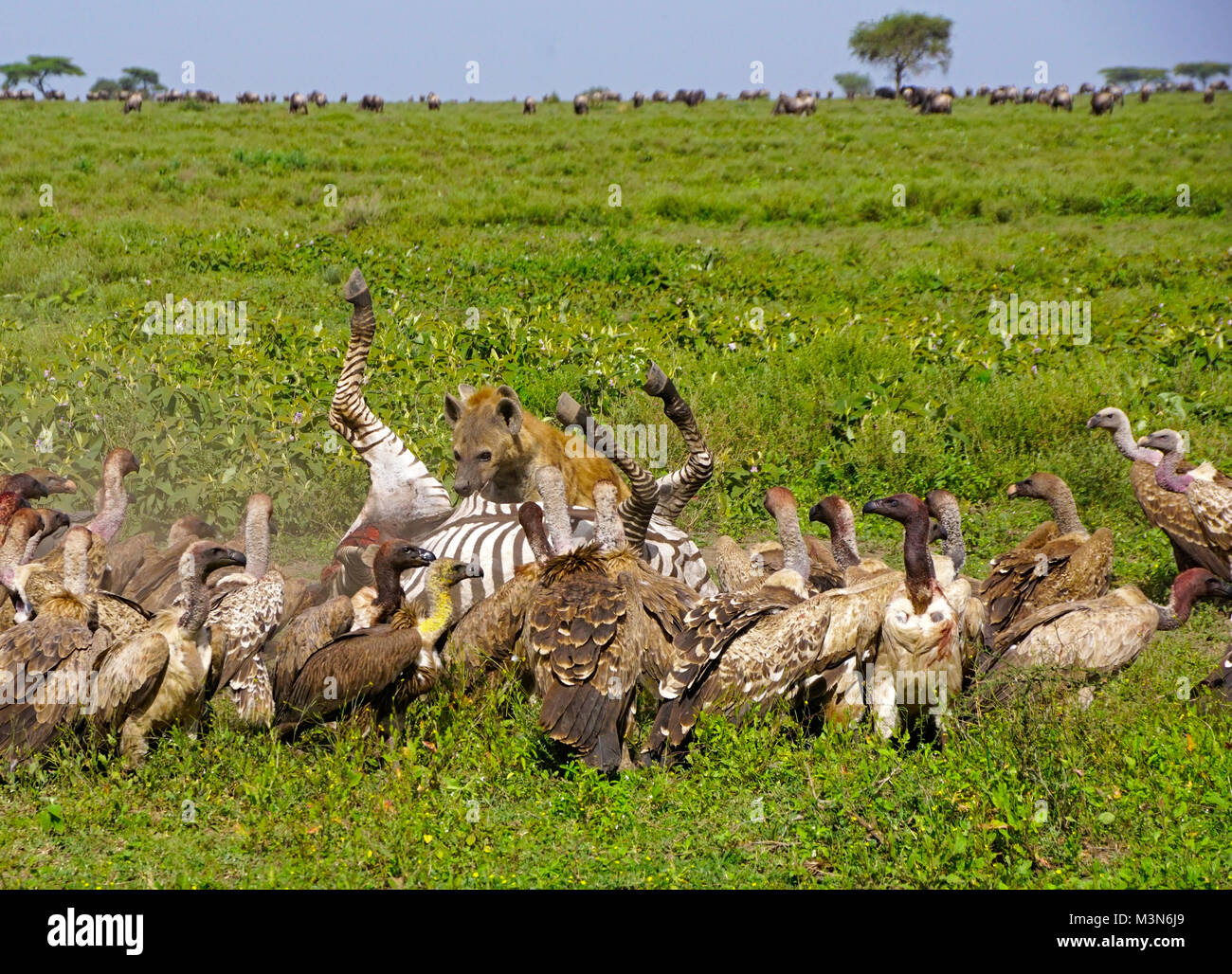A spotted hyena tears open the flesh of a dead zebra while vultures ...