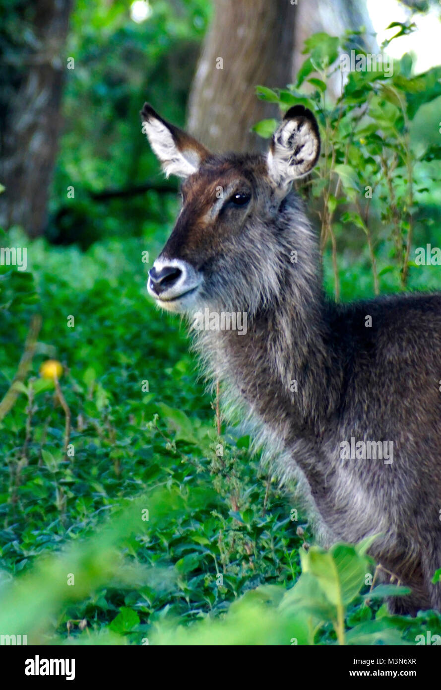 Water Buck in forest on rim of Ngorongoro Crater in Tanzania Stock ...