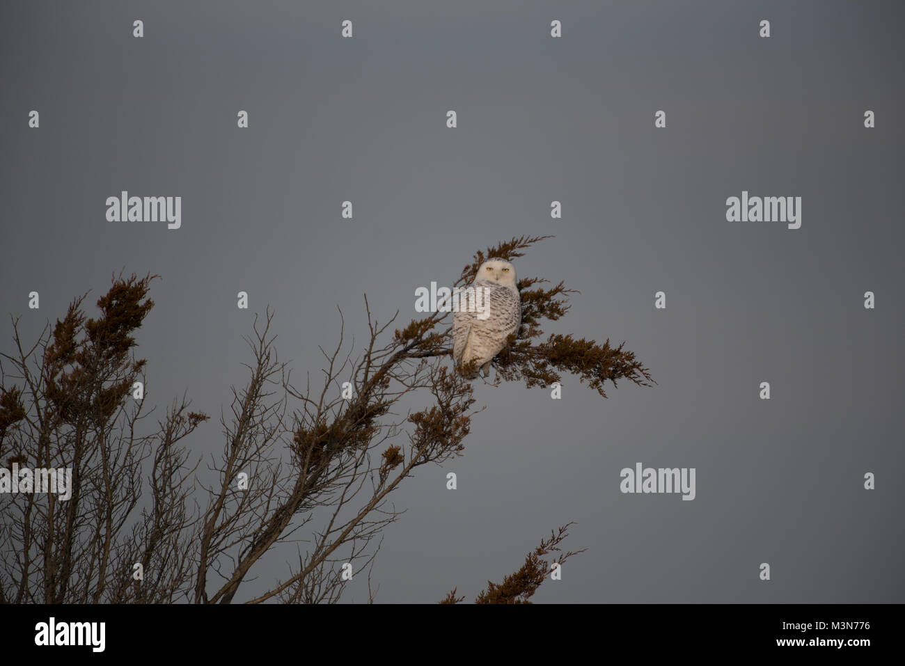 Snowy owl looking over shoulder Stock Photo - Alamy