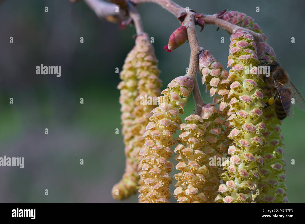 Ape mellifera hi-res stock photography and images - Alamy