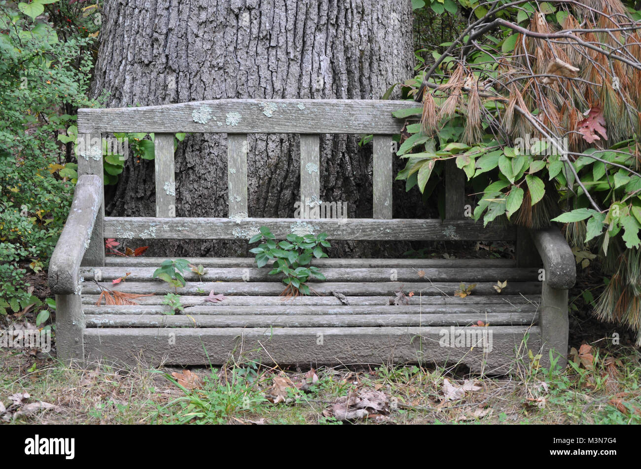 Abandoned Overgrown Sitting Bench by a Tree Stock Photo - Alamy