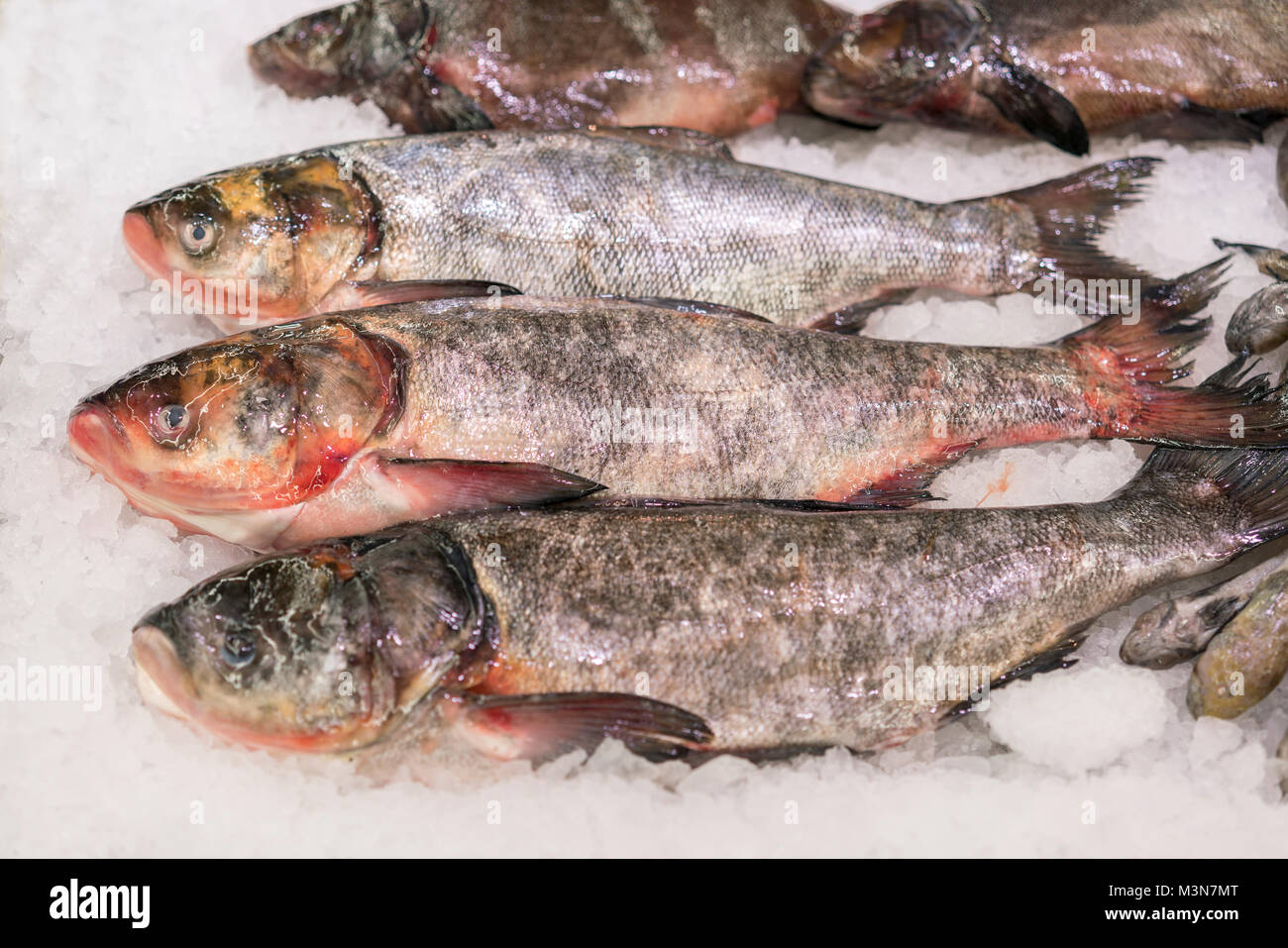 Fresh fish on ice in supermarket. Healthy and healthy food Stock Photo ...