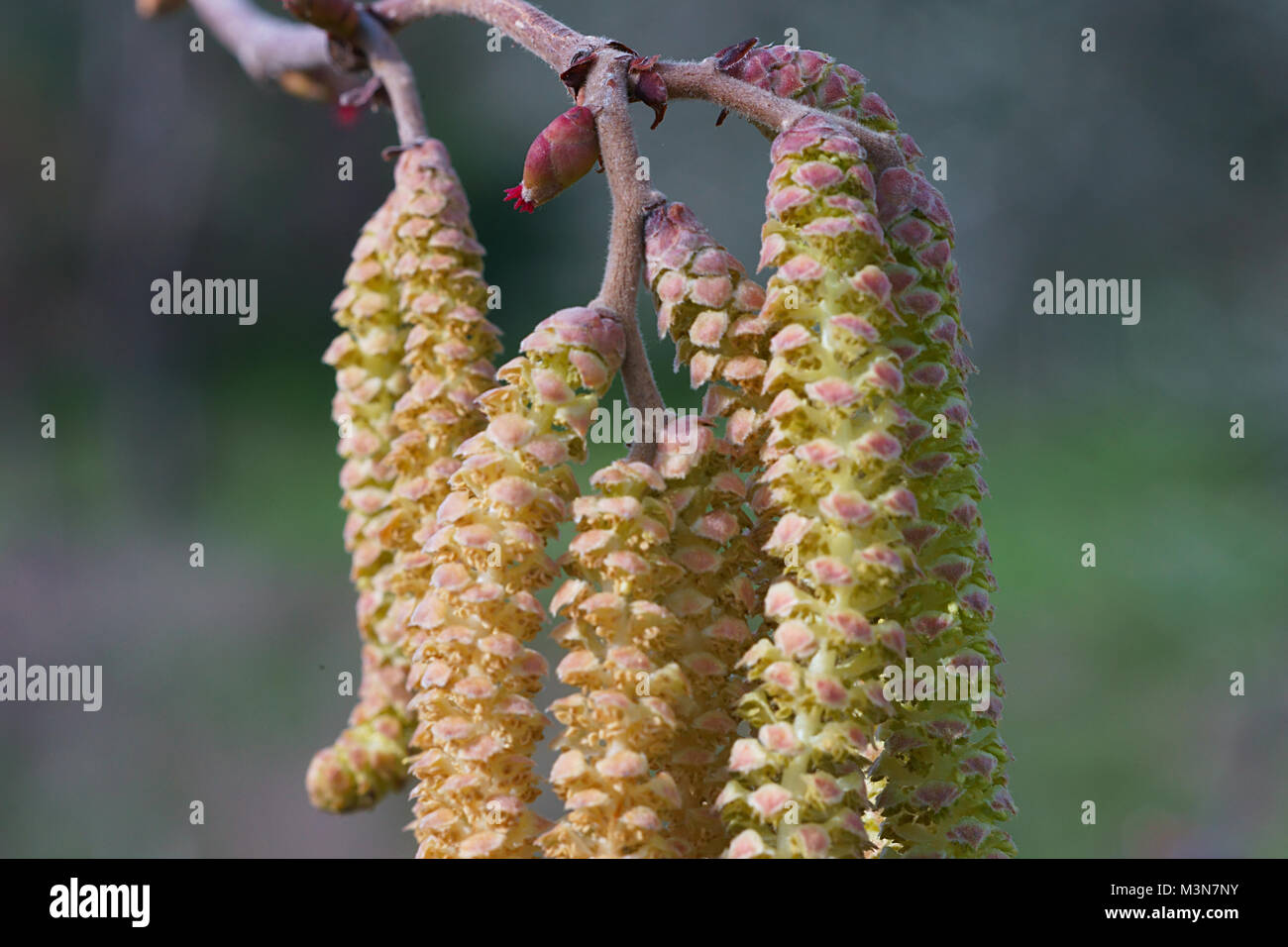 hazel tree (corylus avellana) flower Stock Photo - Alamy