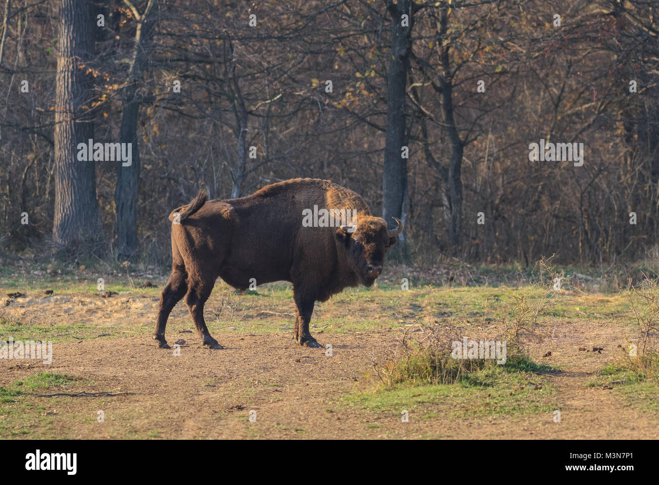 Bucsani bison hi-res stock photography and images - Alamy