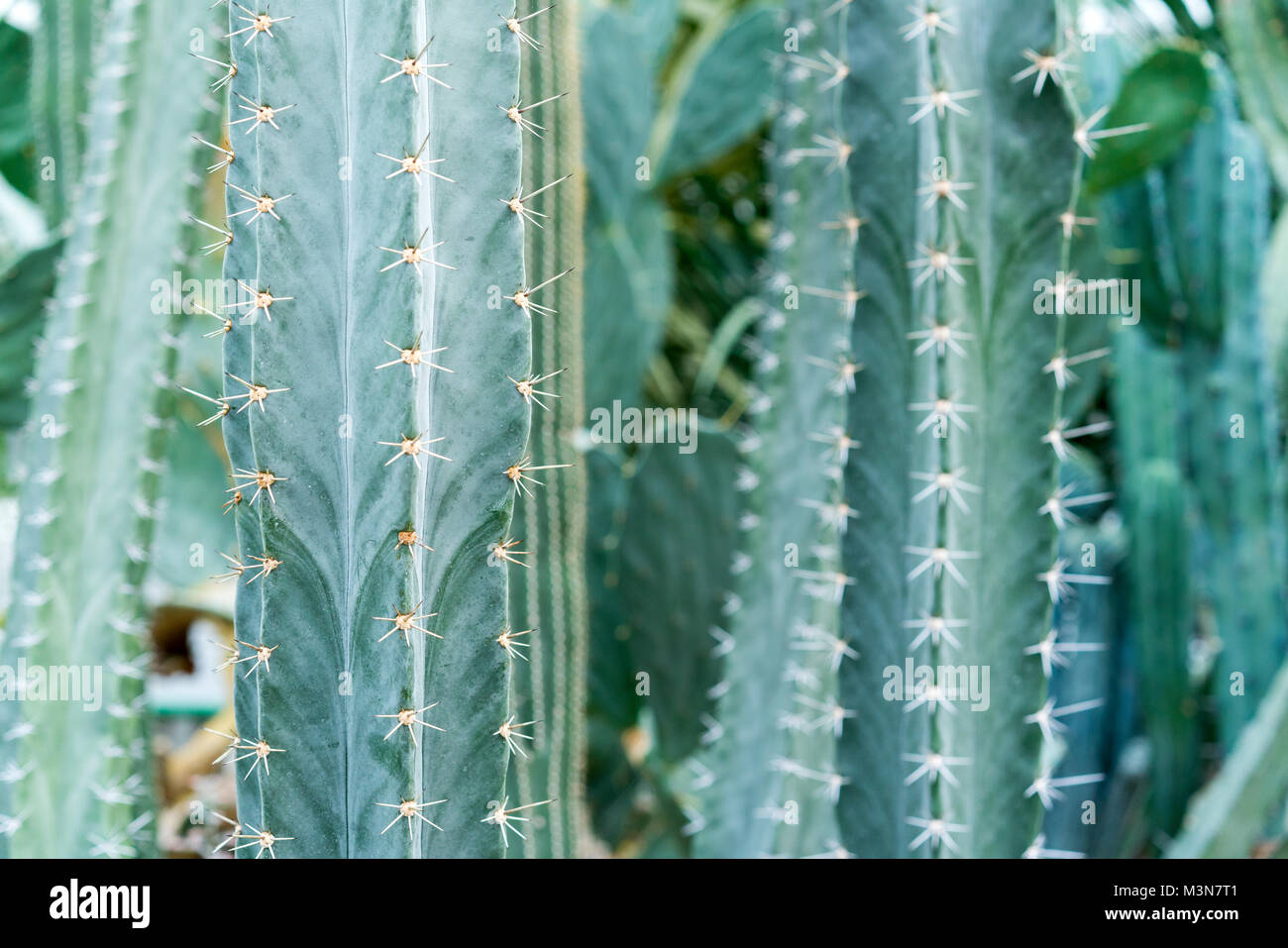 Grove of big green cactus Stock Photo - Alamy