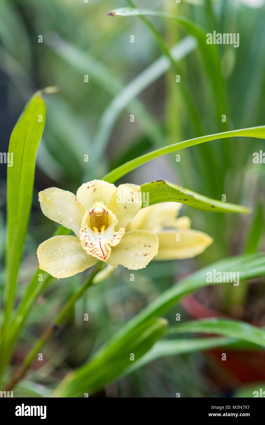 Delicate flower of a yellow archide close up. Congratulations to women ...