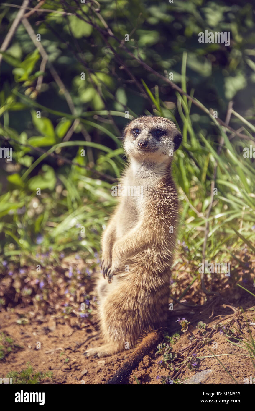 Member of mongoose family hi-res stock photography and images - Alamy