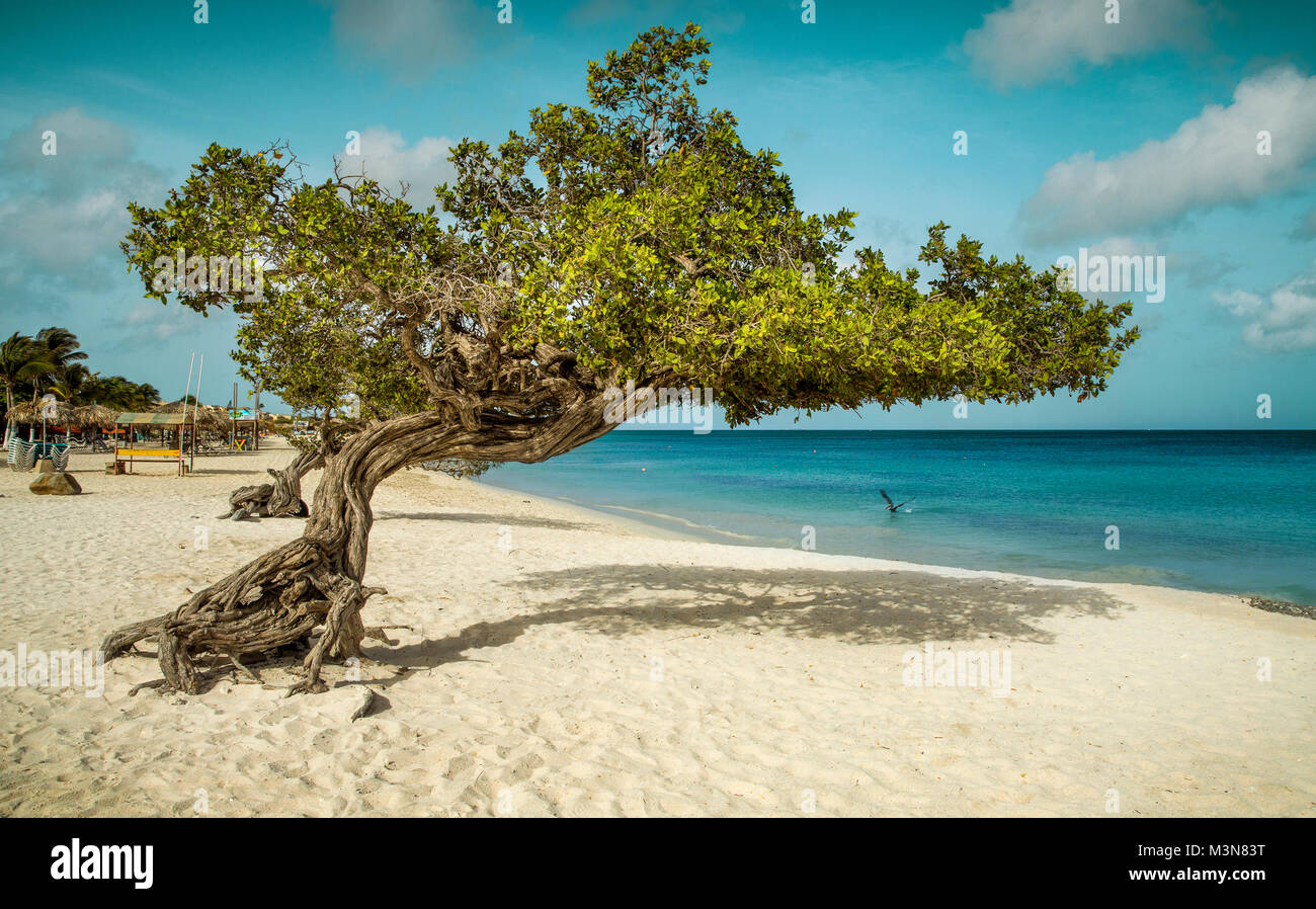 Divi divi tree on Eagle Beach, Aruba Stock Photo - Alamy