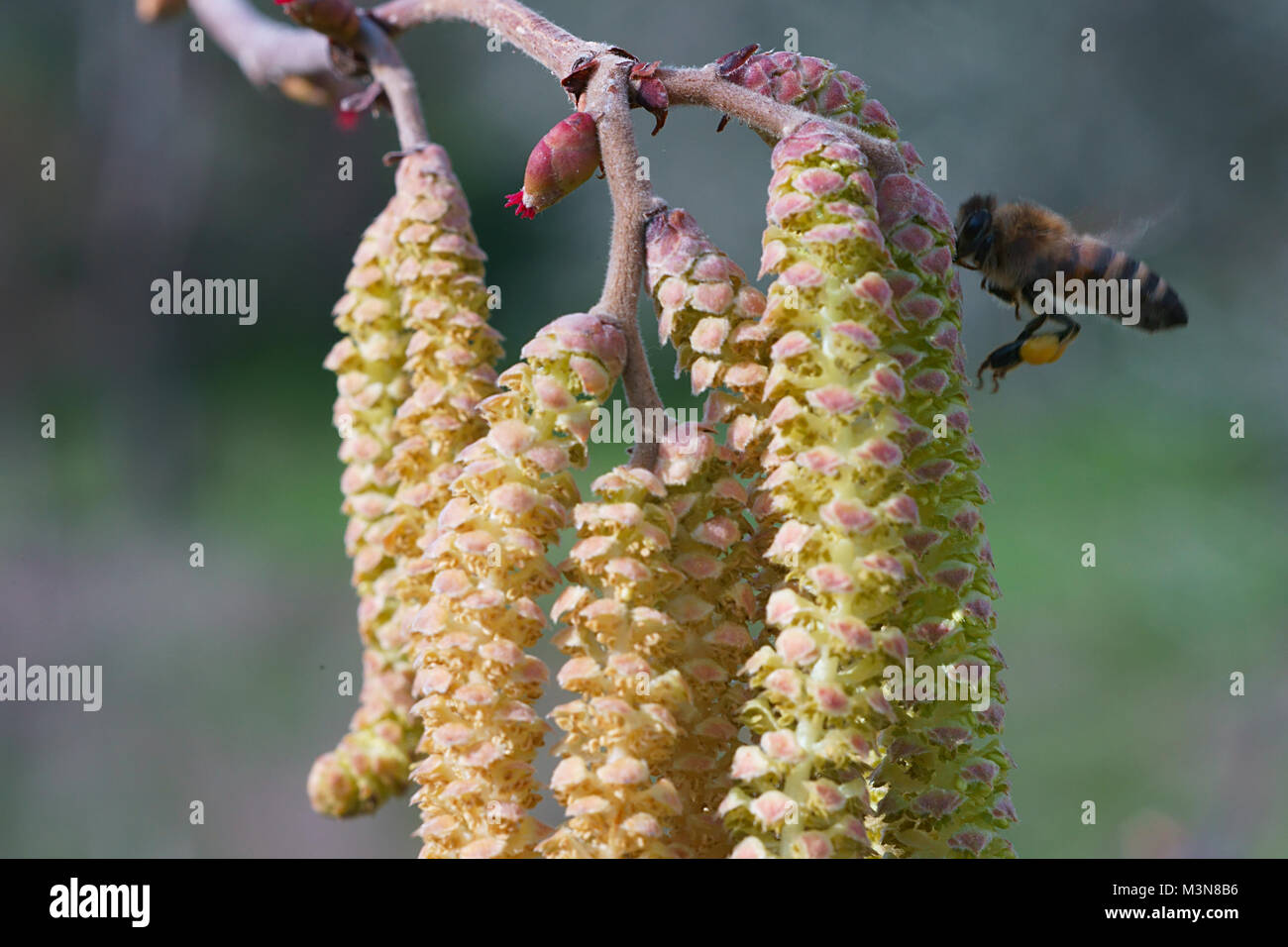 Apis mellifera impollinazione hi-res stock photography and images - Alamy