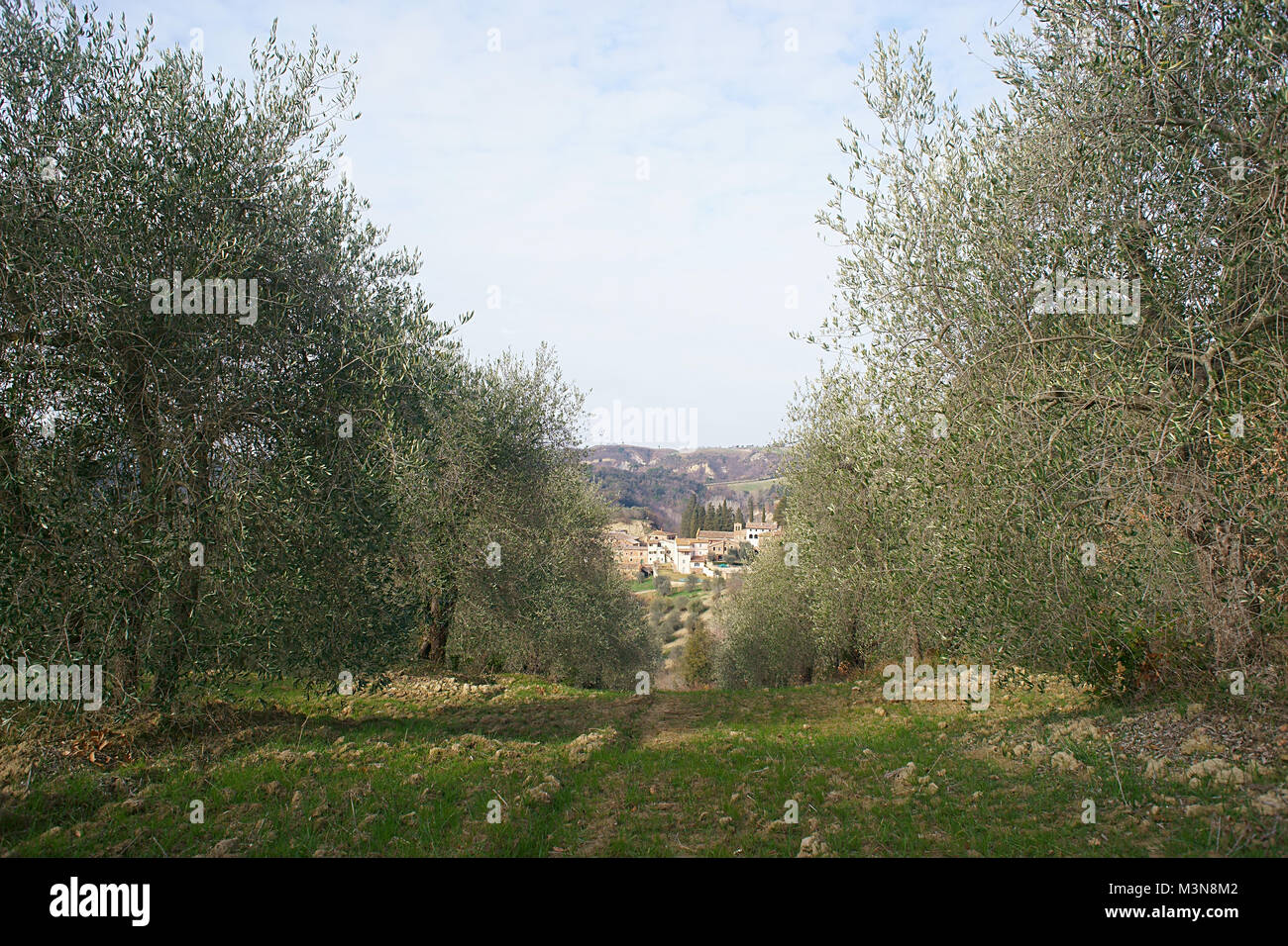 Monterongriffoli landscape from the top of the hill - san giovanni d ...