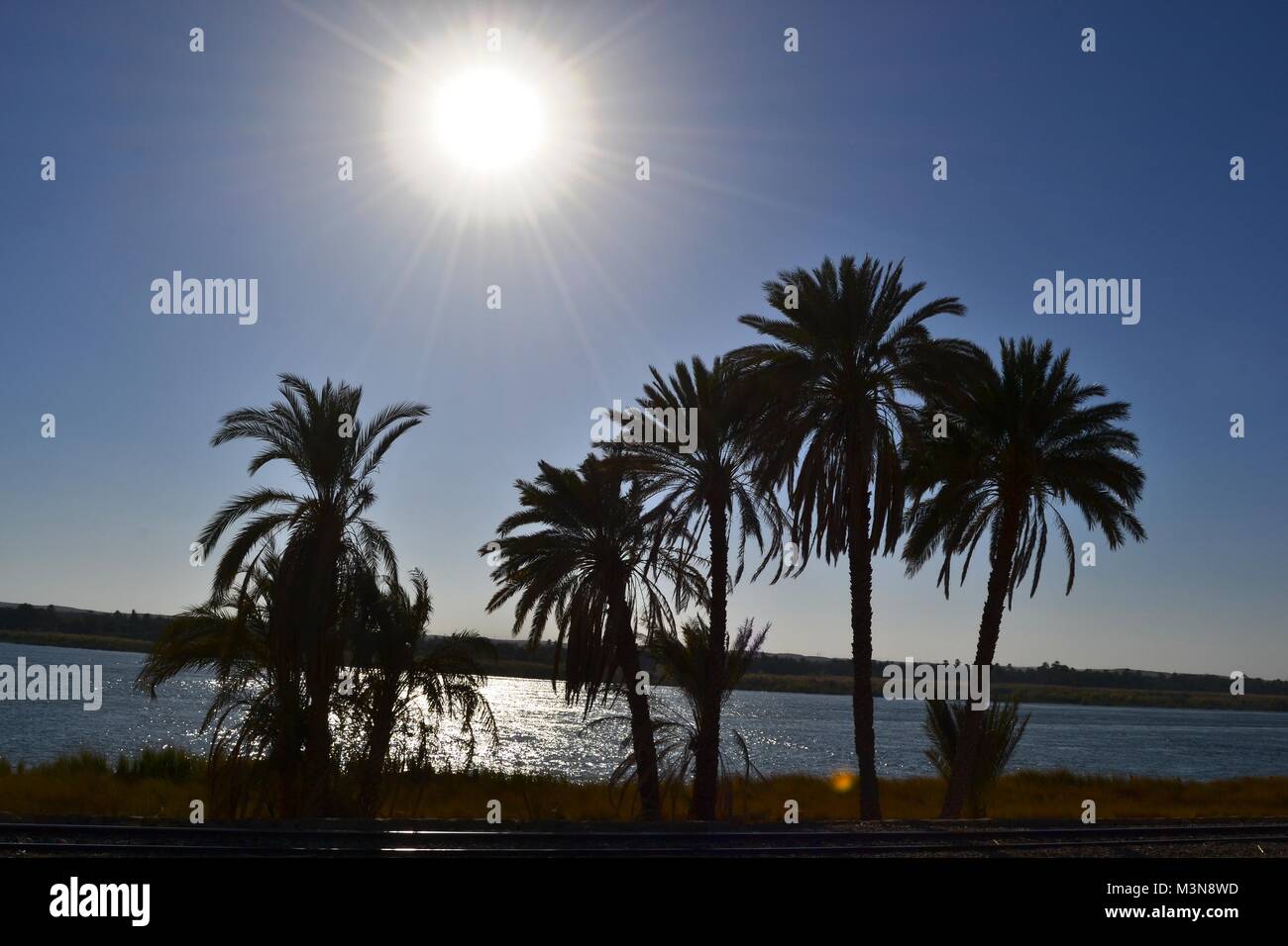 Palmtrees at banks of Nil. North Sudan Stock Photo - Alamy