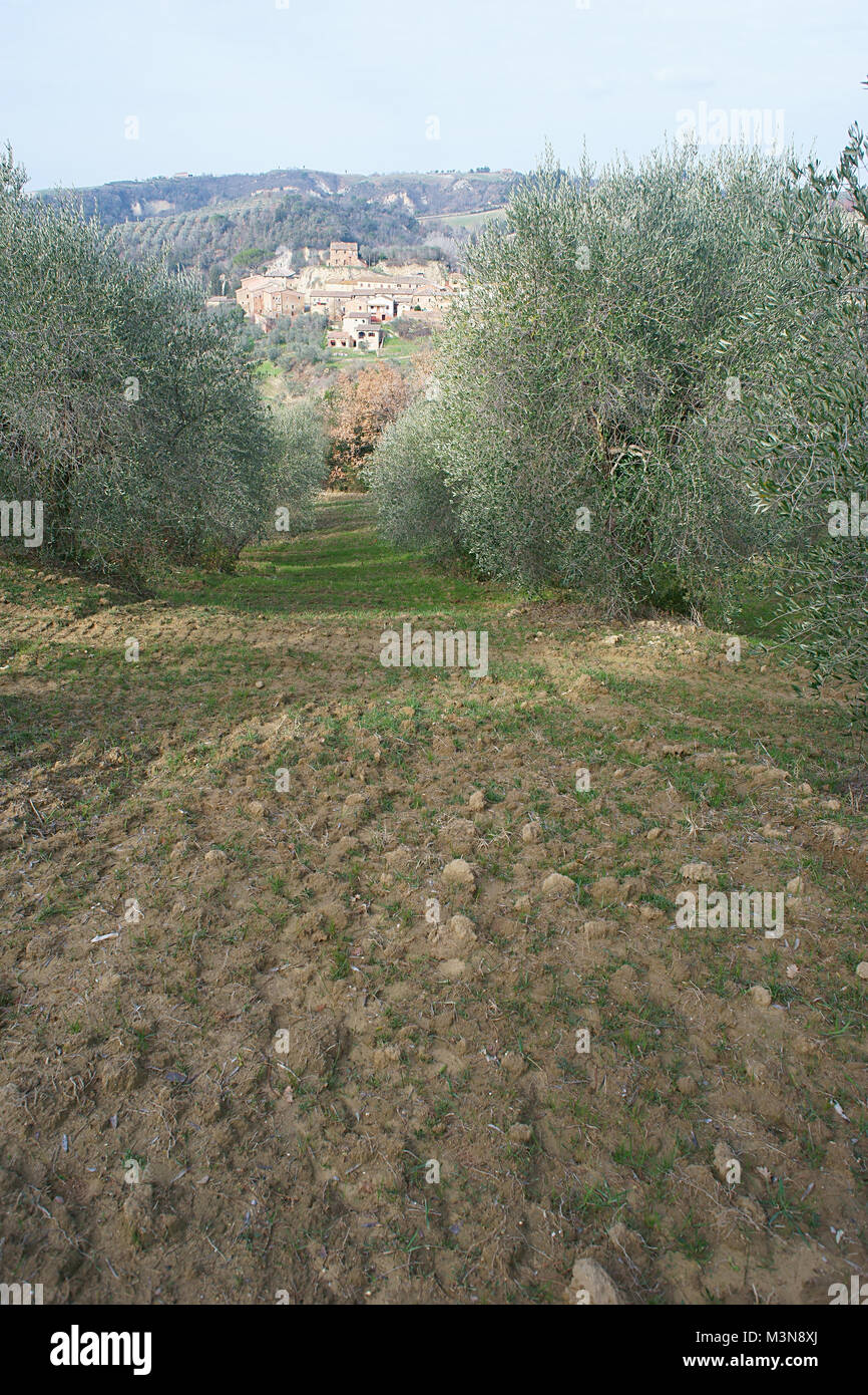 Monterongriffoli landscape from the top of the hill - san giovanni d ...