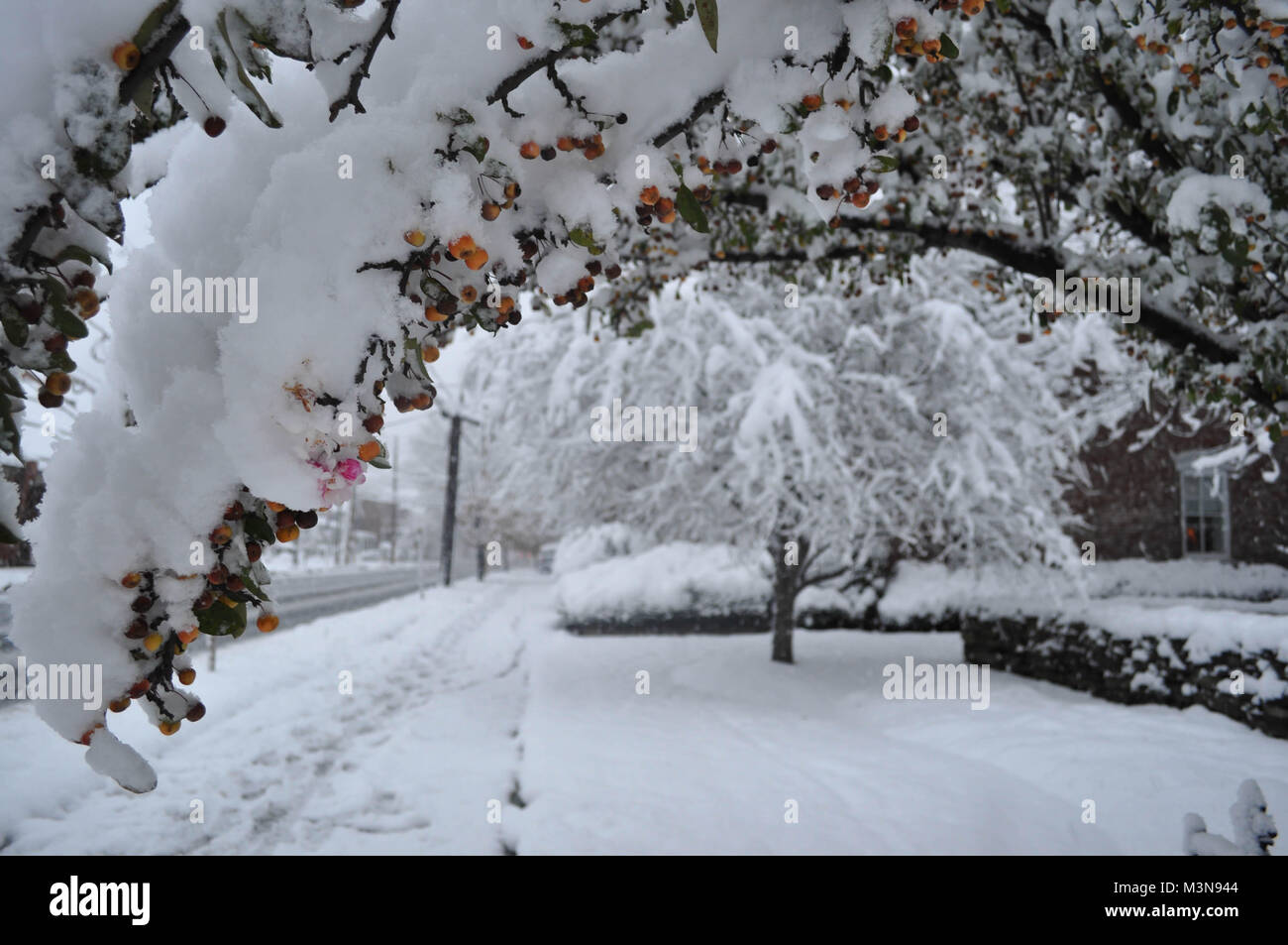 Early Winter Snow Storm with Heavy Snow Bending Branches with Berries ...