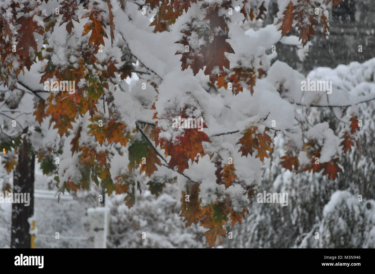 Unexpected Early Snow Storm in the Fall Season Stock Photo - Alamy