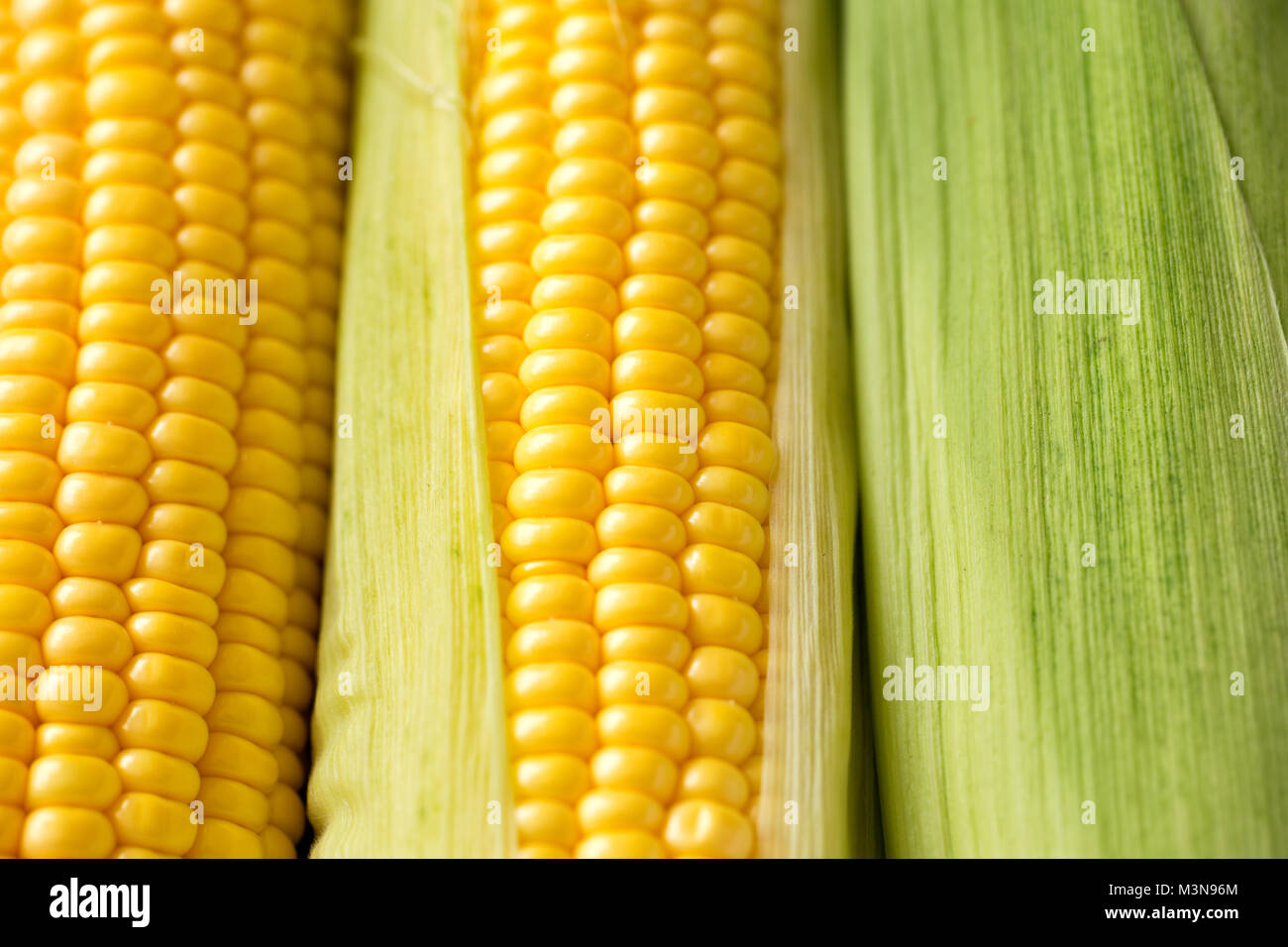Grains of ripe corn close up Stock Photo - Alamy