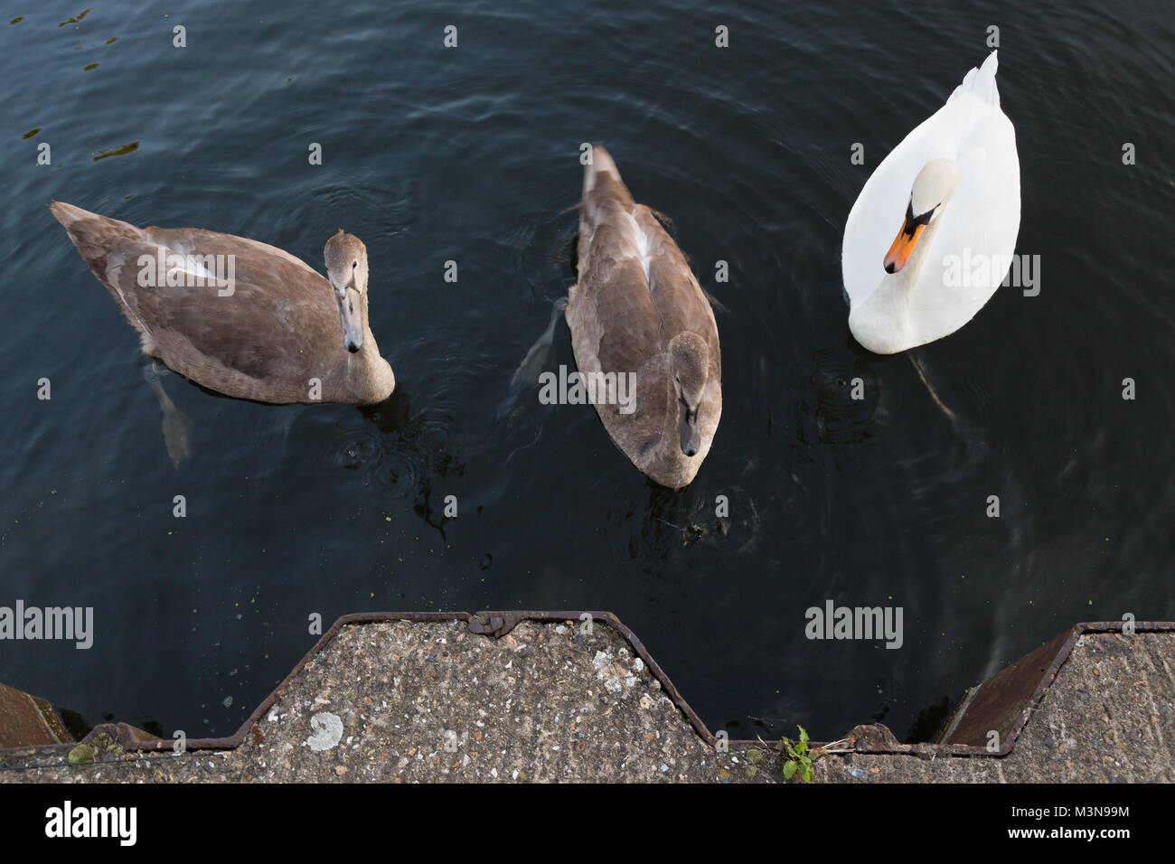 swans in canal Stock Photo - Alamy