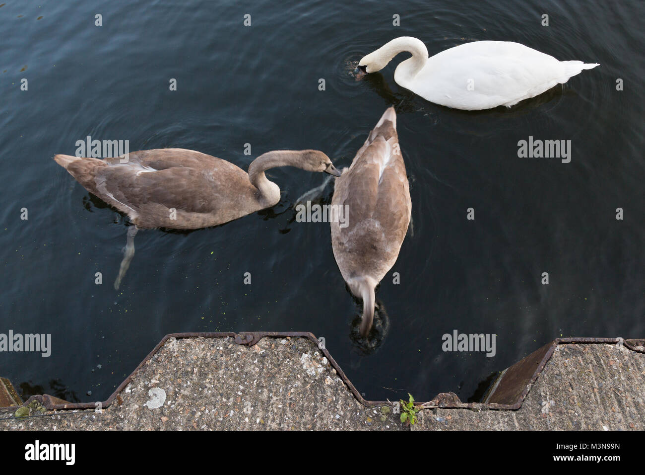 swans in canal Stock Photo - Alamy