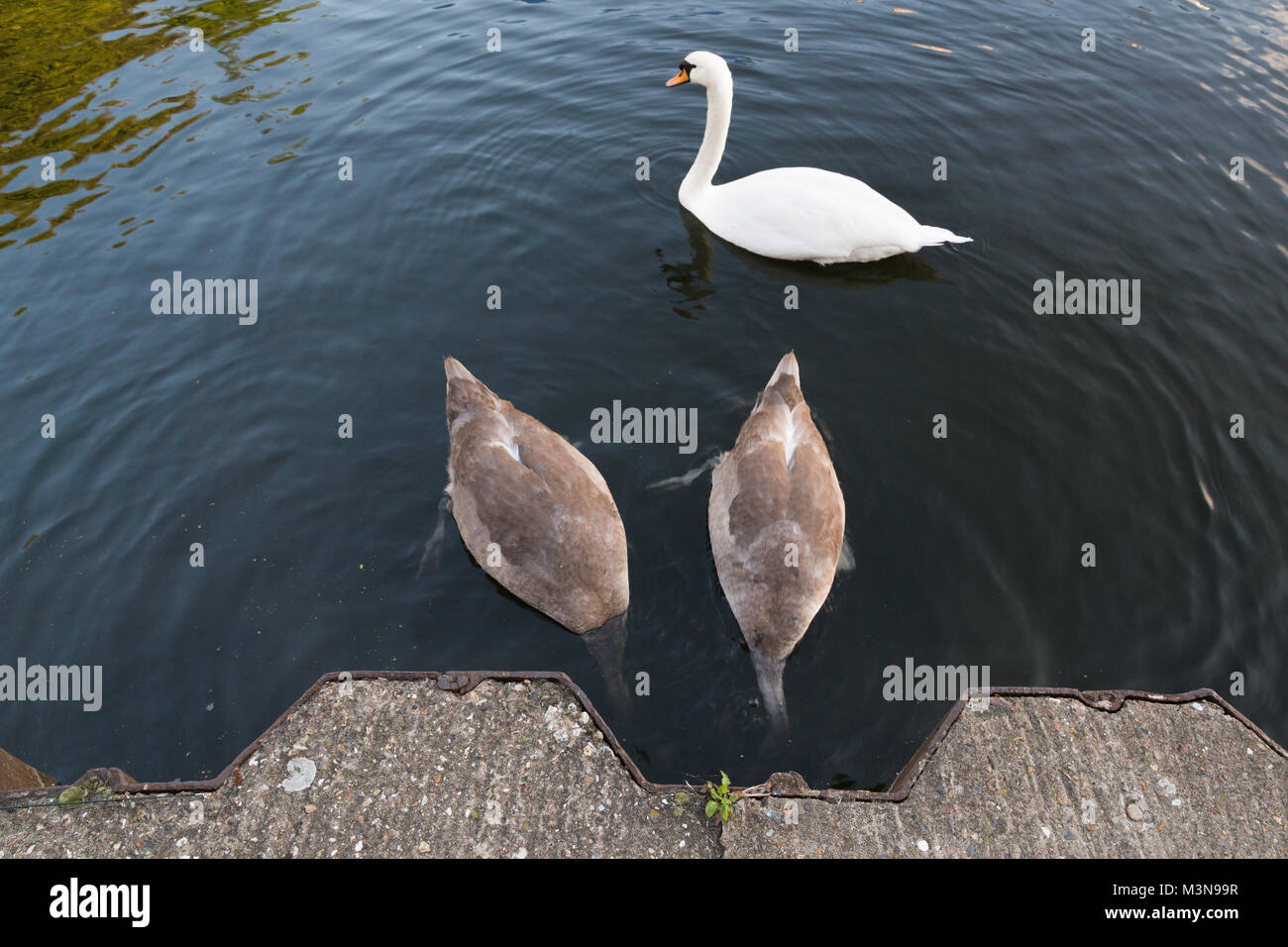 swans in canal Stock Photo - Alamy