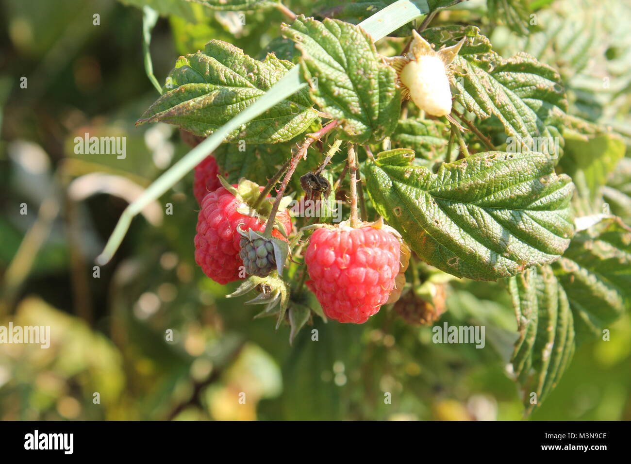 Fruit in the sunlight to absorb and grow bigger and older ripe for the ...