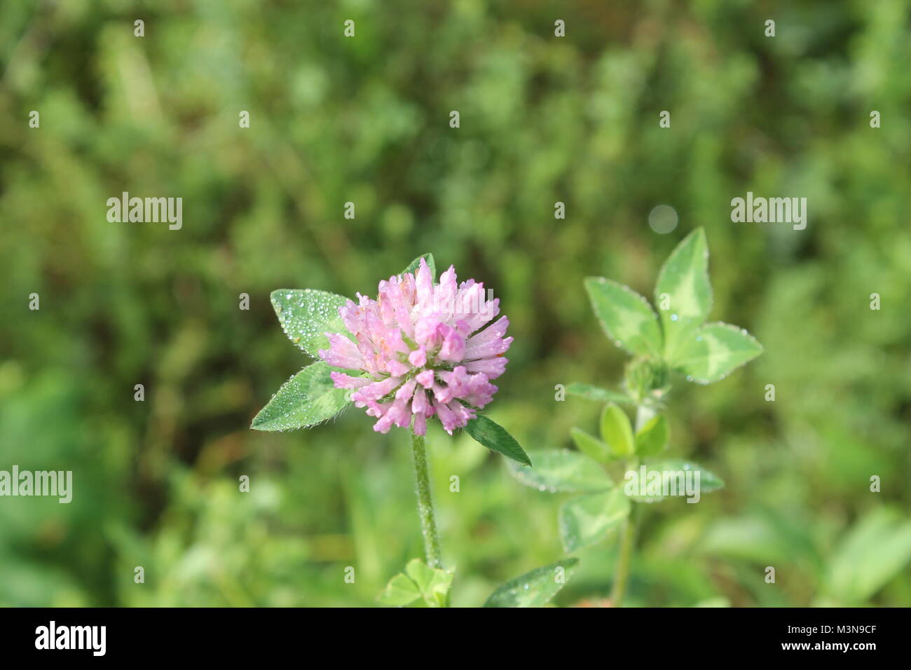 Standalone flower hi-res stock photography and images - Alamy