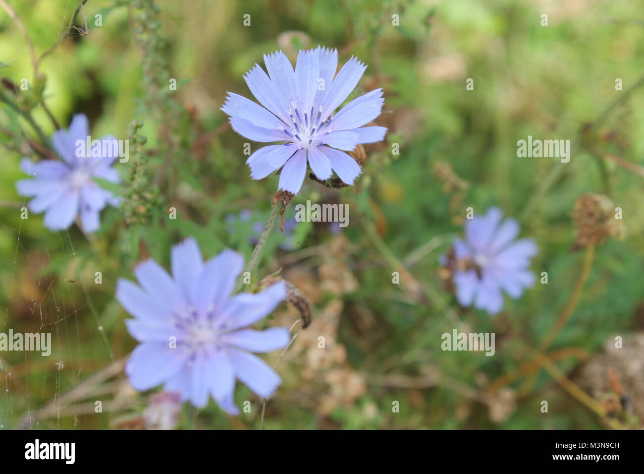 A flower that stands by itself all alone in the world while those ...