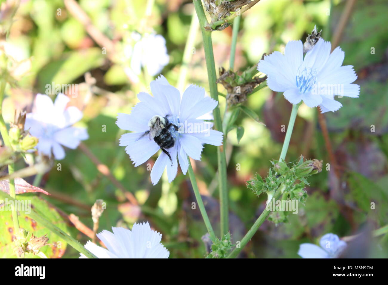 An outdoor close up picture of a bee pollinating a flower during the ...