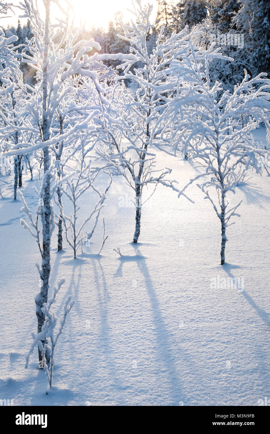 Snow Laden Trees High Resolution Stock Photography and Images - Alamy