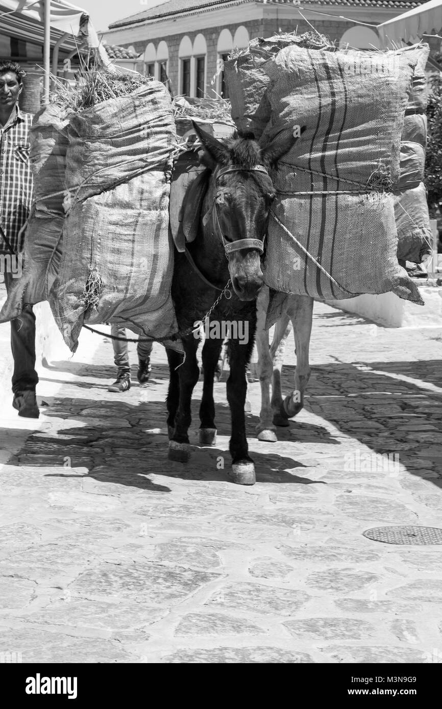 Famous donkeys of Hydra, Greece Stock Photo - Alamy