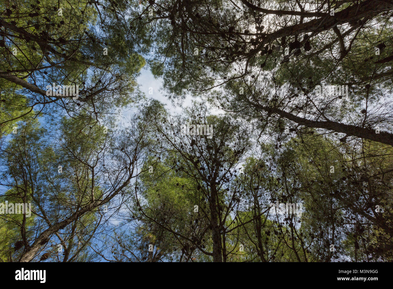 Marine tree forest Stock Photo - Alamy